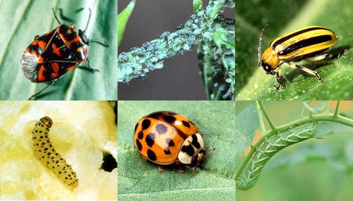 Common Plant Pest Visual Identification Guide | Gardener's Supply