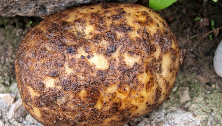 Potato Scab | Gardener's Supply