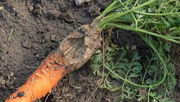 Parsnip Canker | Gardener's Supply