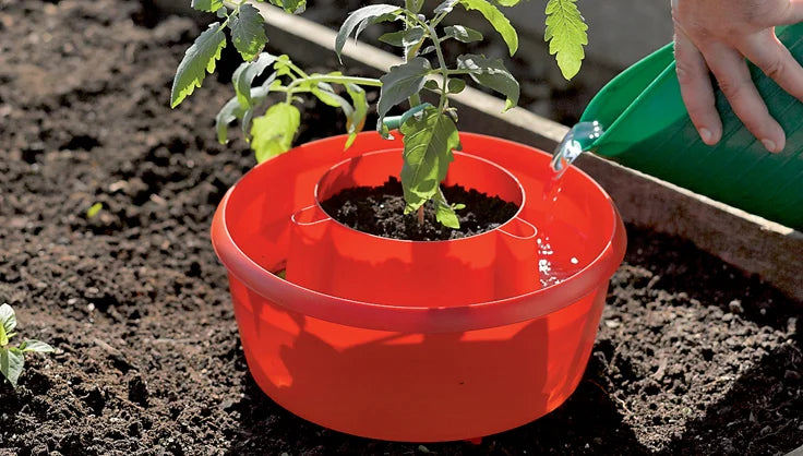 How To Use Our Tomato Halo | Gardener's Supply.