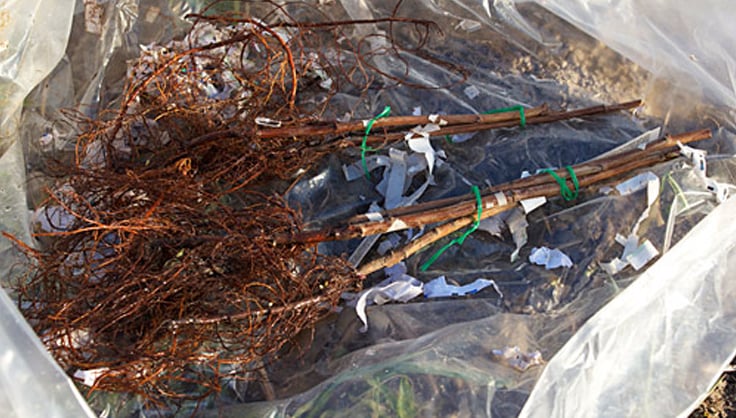 Watch: How to Plant Bare-root Raspberries: Gardener's Supply