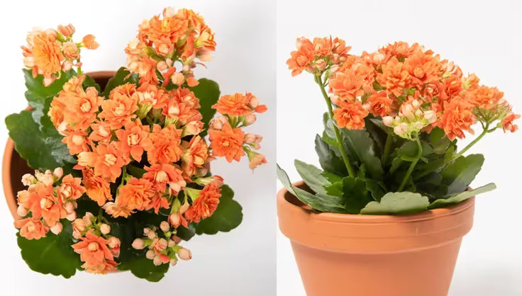 Kalanchoe Requirements