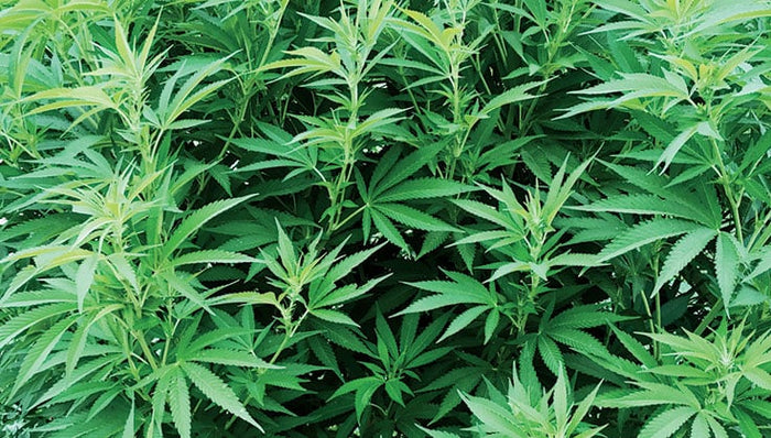 A Beginner's Basics Guide about 🌿 How to Grow Hemp 🍃 | Gardener's Supply.