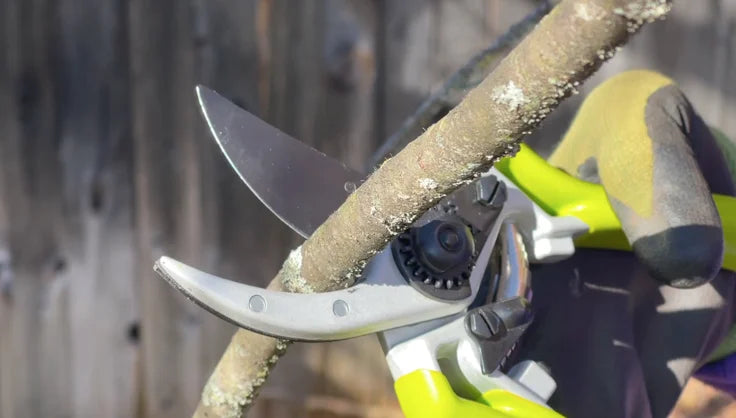 Pruning Tools Buying Guide | Gardener's Supply