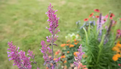 Native Plants to Choose when Landscaping | Gardener's Supply