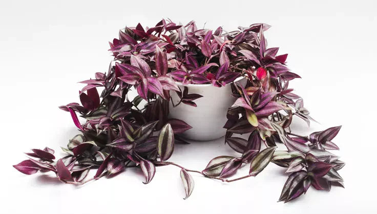 How to Care for an Inch Plant | Gardener's Supply.