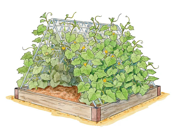 How to Grow a Cucumber Farm | Gardener's Supply.