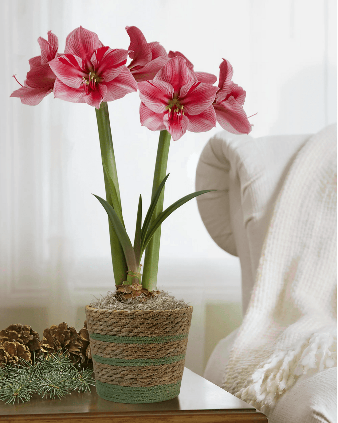 Gervase Potted Amaryllis | Gardener's Supply