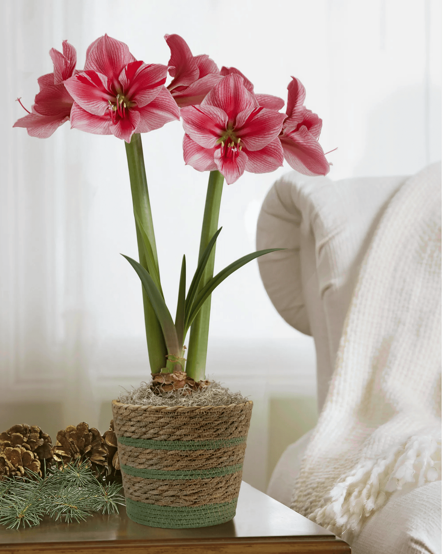 Gervase Potted Amaryllis | Gardener's Supply