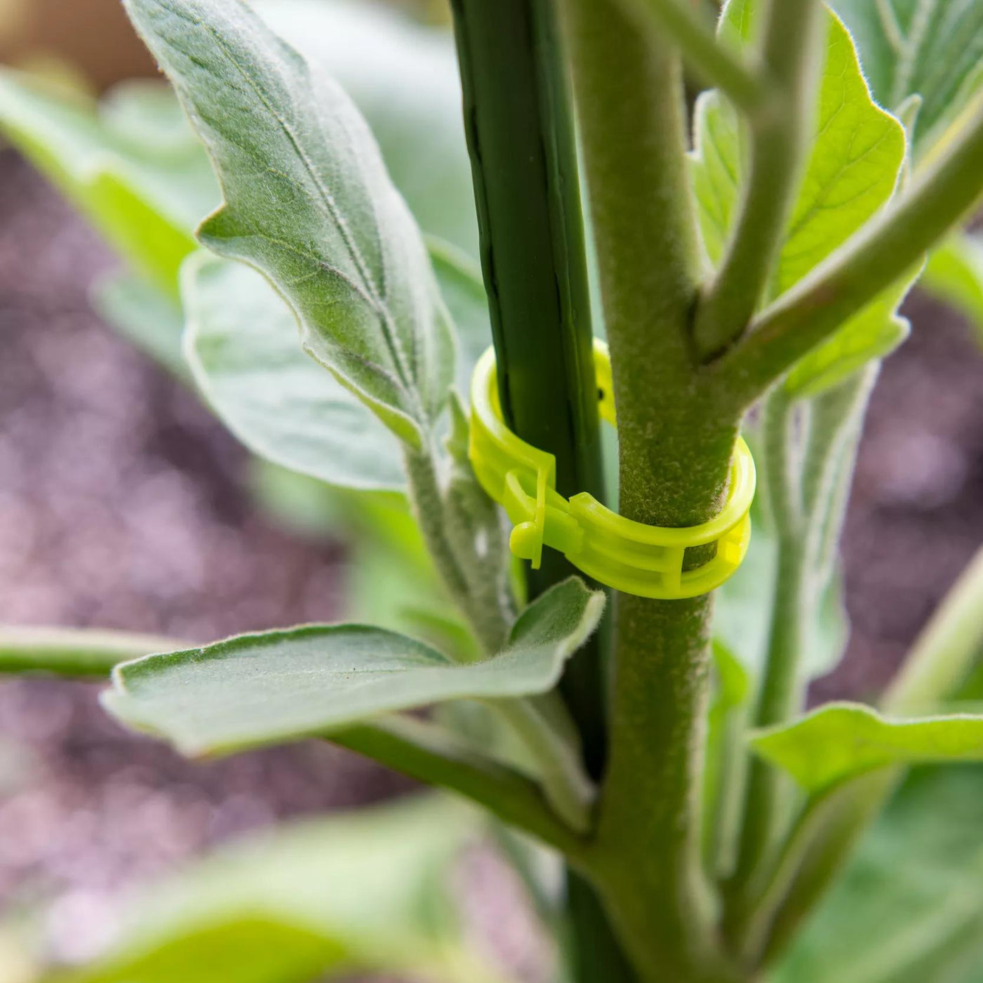 Plant Supports | Gardener's Supply