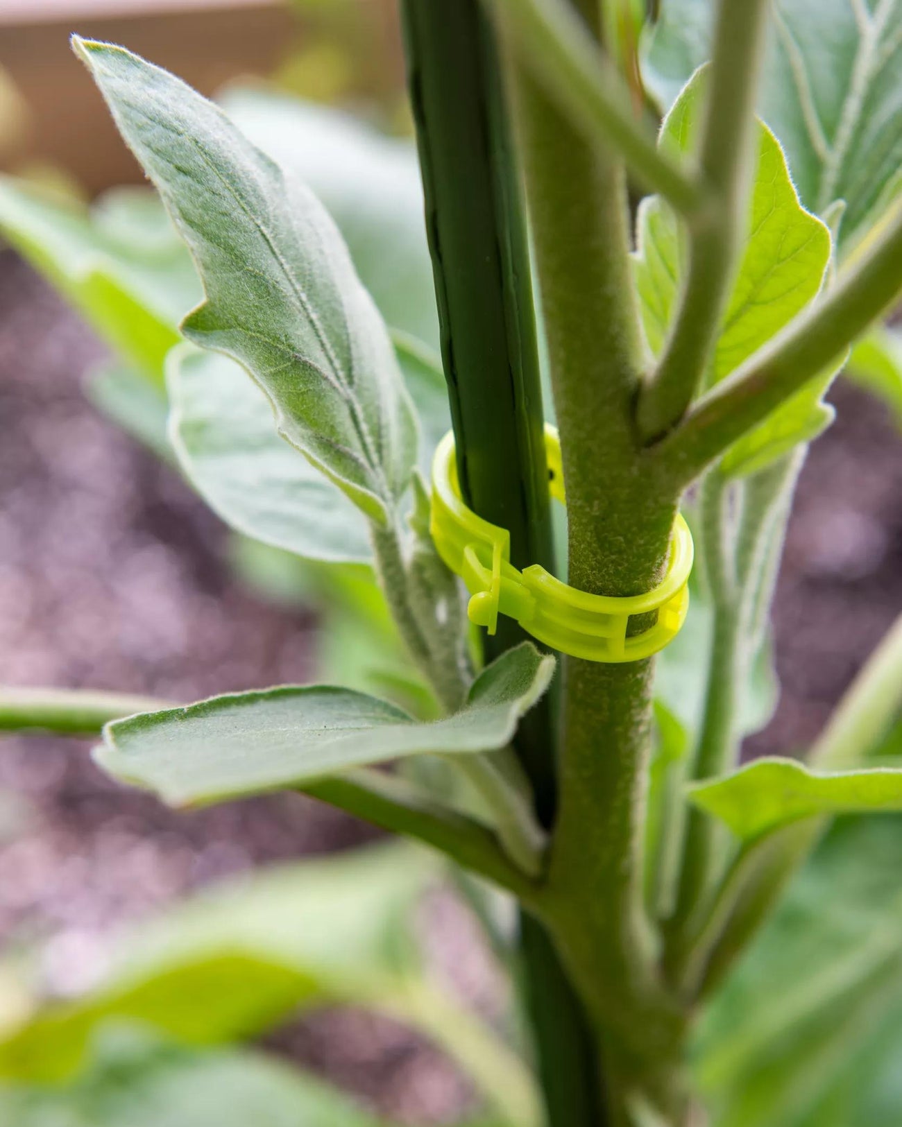 Plant Clips for the Garden, Set of 48 | Gardeners.com