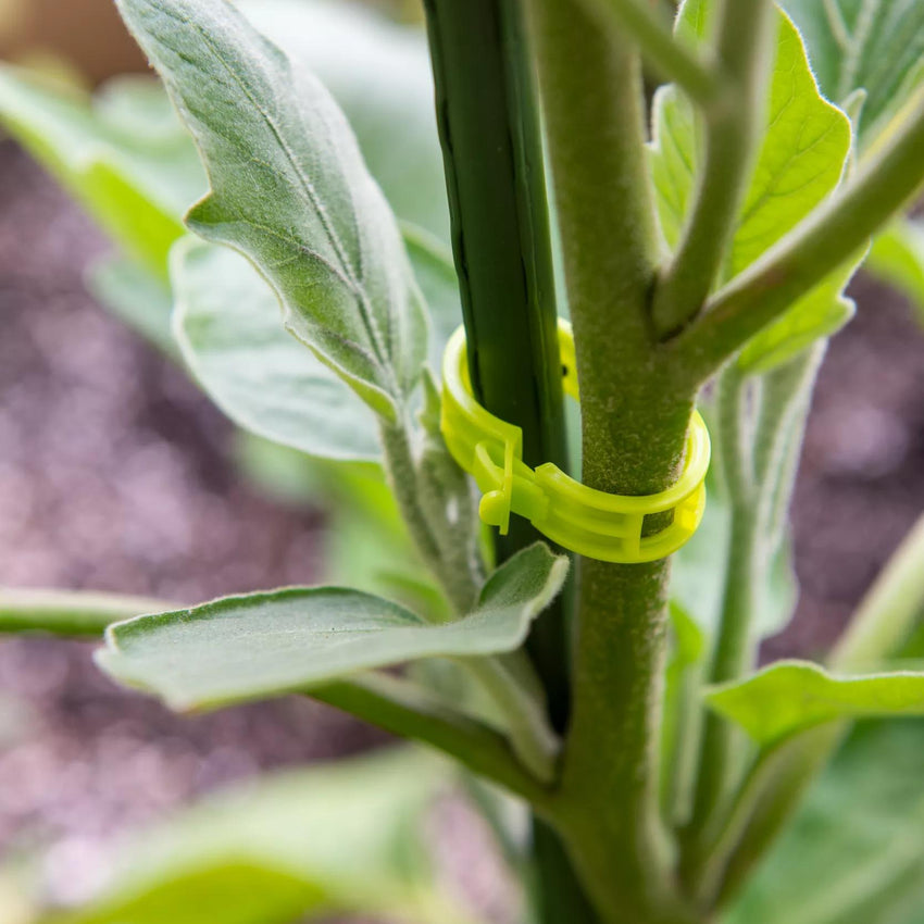 Plant Supports | Gardener's Supply