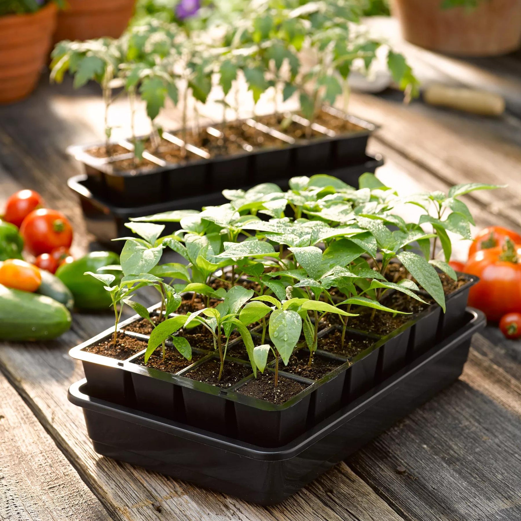 Seed Starting Trays, Kits & Supplies | Gardener's Supply