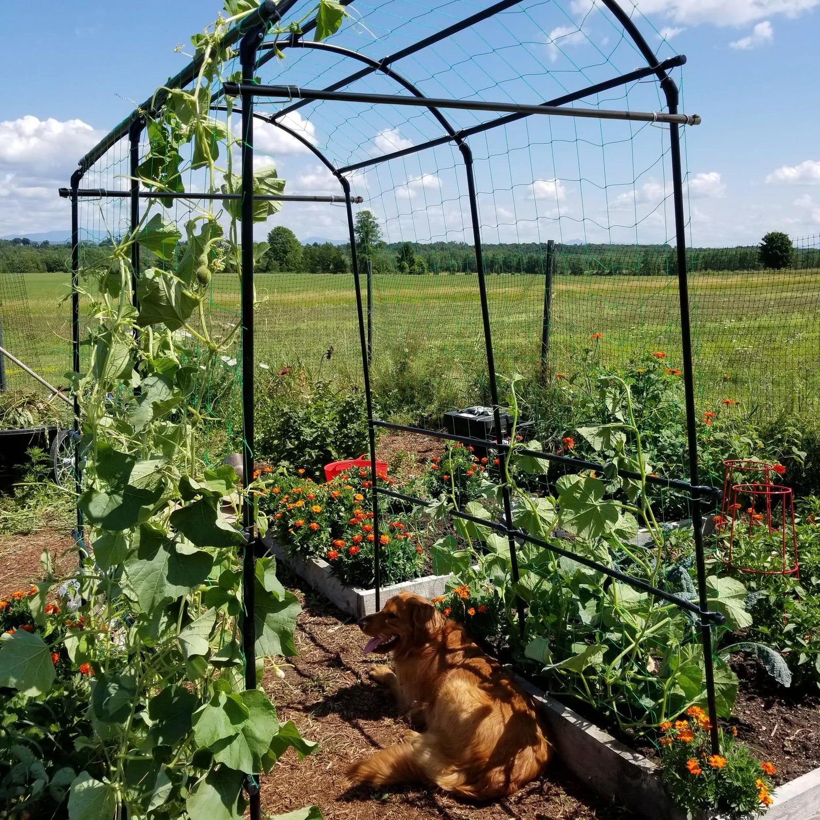 Plant Supports | Gardener's Supply