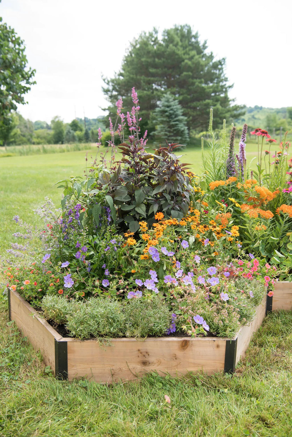Pollinator Garden Bed - Hexagonal Cedar Bed | Gardeners.com