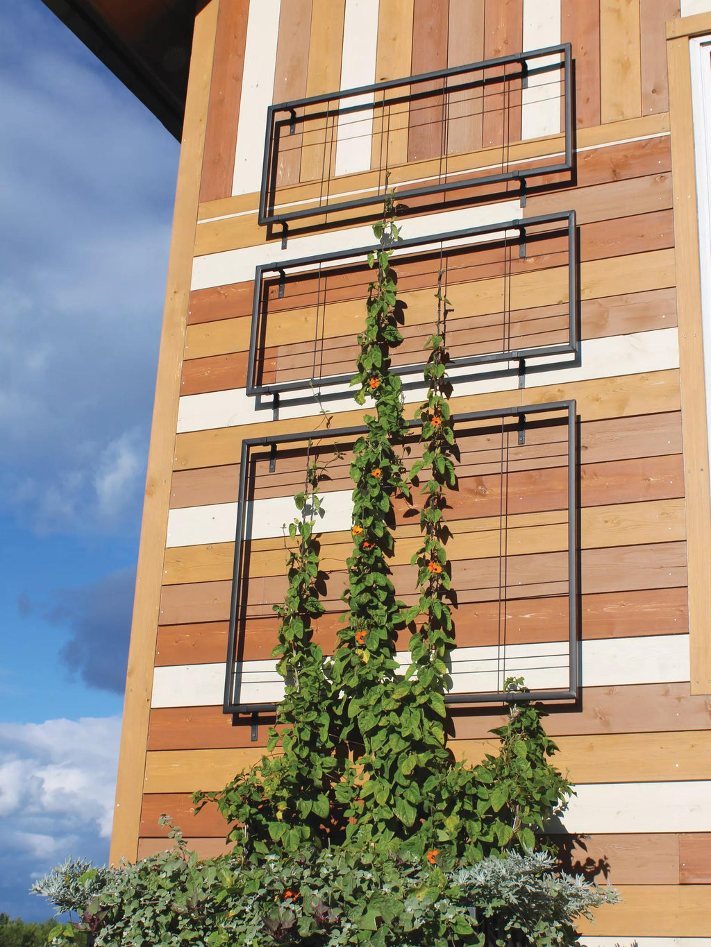 Exeter Wall Trellis | Gardener's Supply