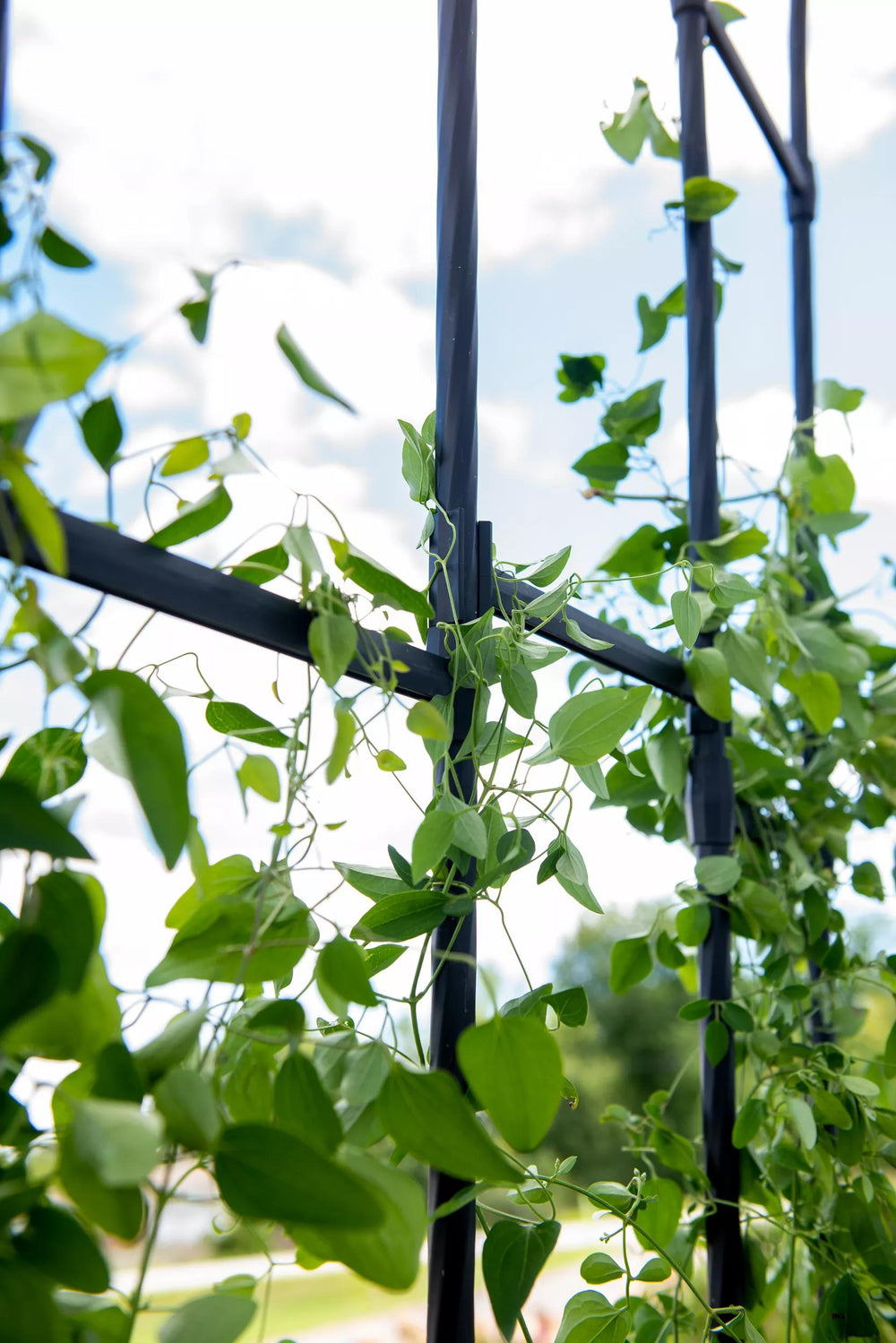 Titan Half Arch | Gardener's Supply