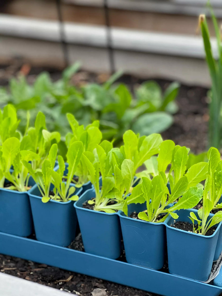 Gardener's Best® XL Seed Starting Kit | Gardener's Supply