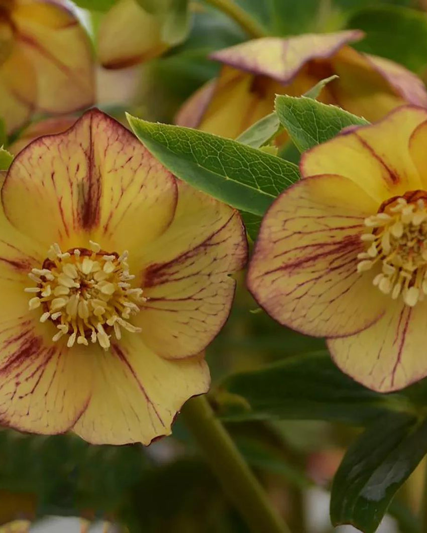 Lenten Rose, Honeymoon® Tropical Sunset | Gardener's Supply