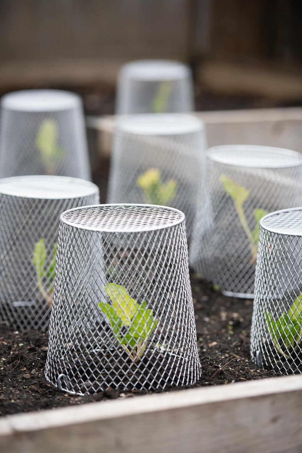 Seedling Cloche, Set of 10 | Gardener's Supply