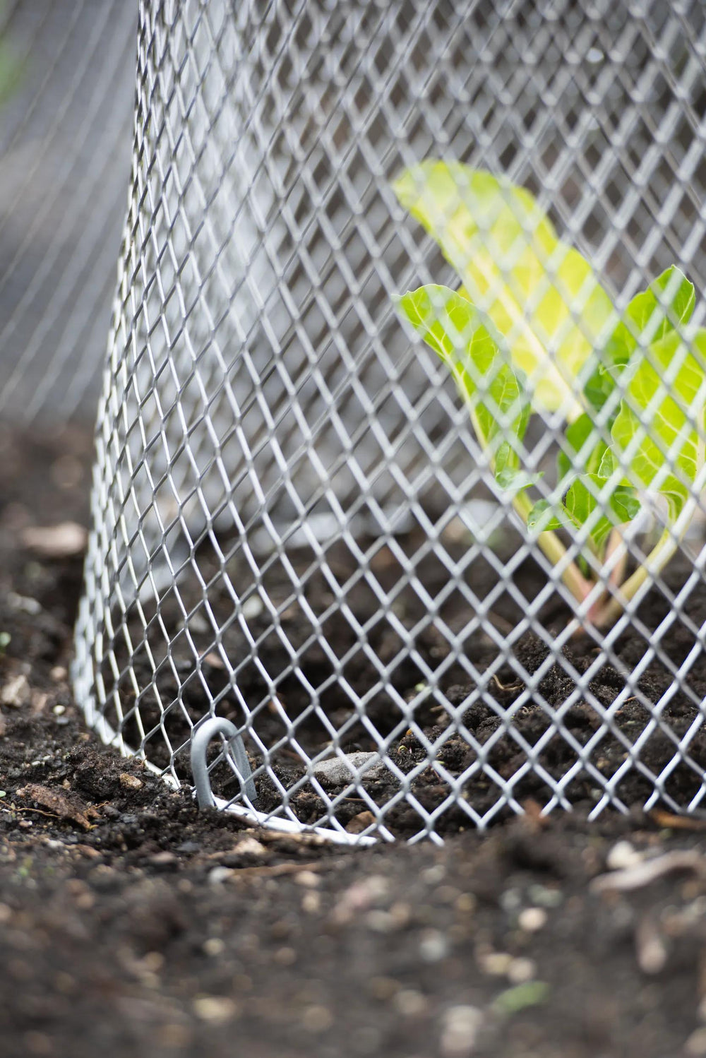 Seedling Cloche, Set of 10 | Gardener's Supply