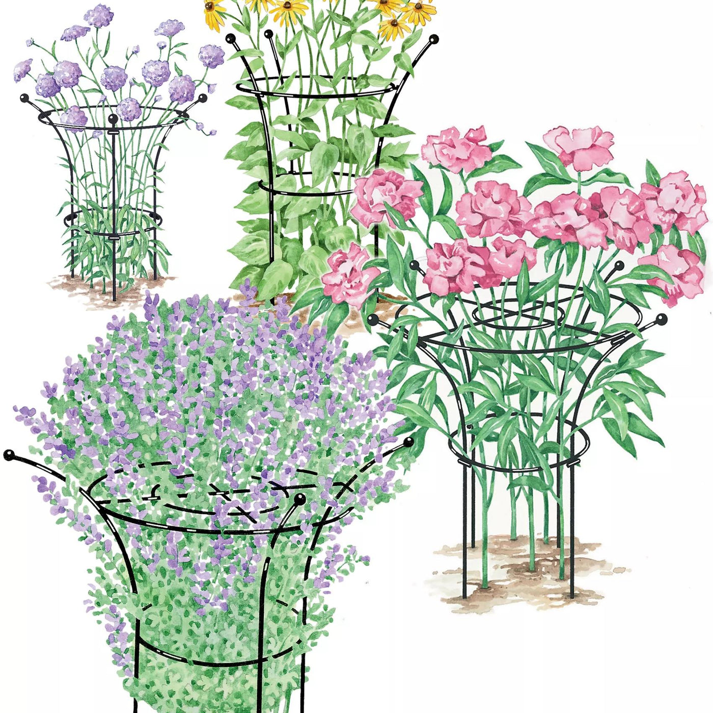 Plant Supports | Gardener's Supply