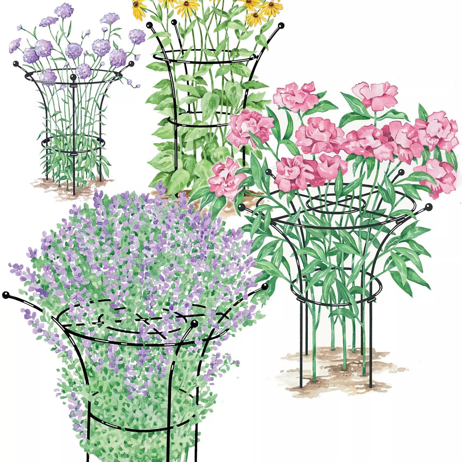 Plant Supports | Gardener's Supply
