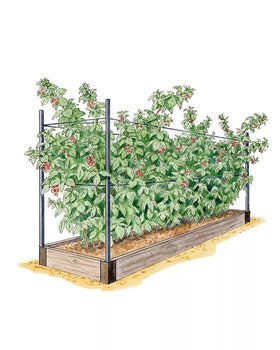 Growing Raspberries - Raspberry Raised Bed System | Gardeners.com
