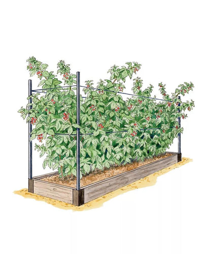 Growing Raspberries - Raspberry Raised Bed System | Gardeners.com