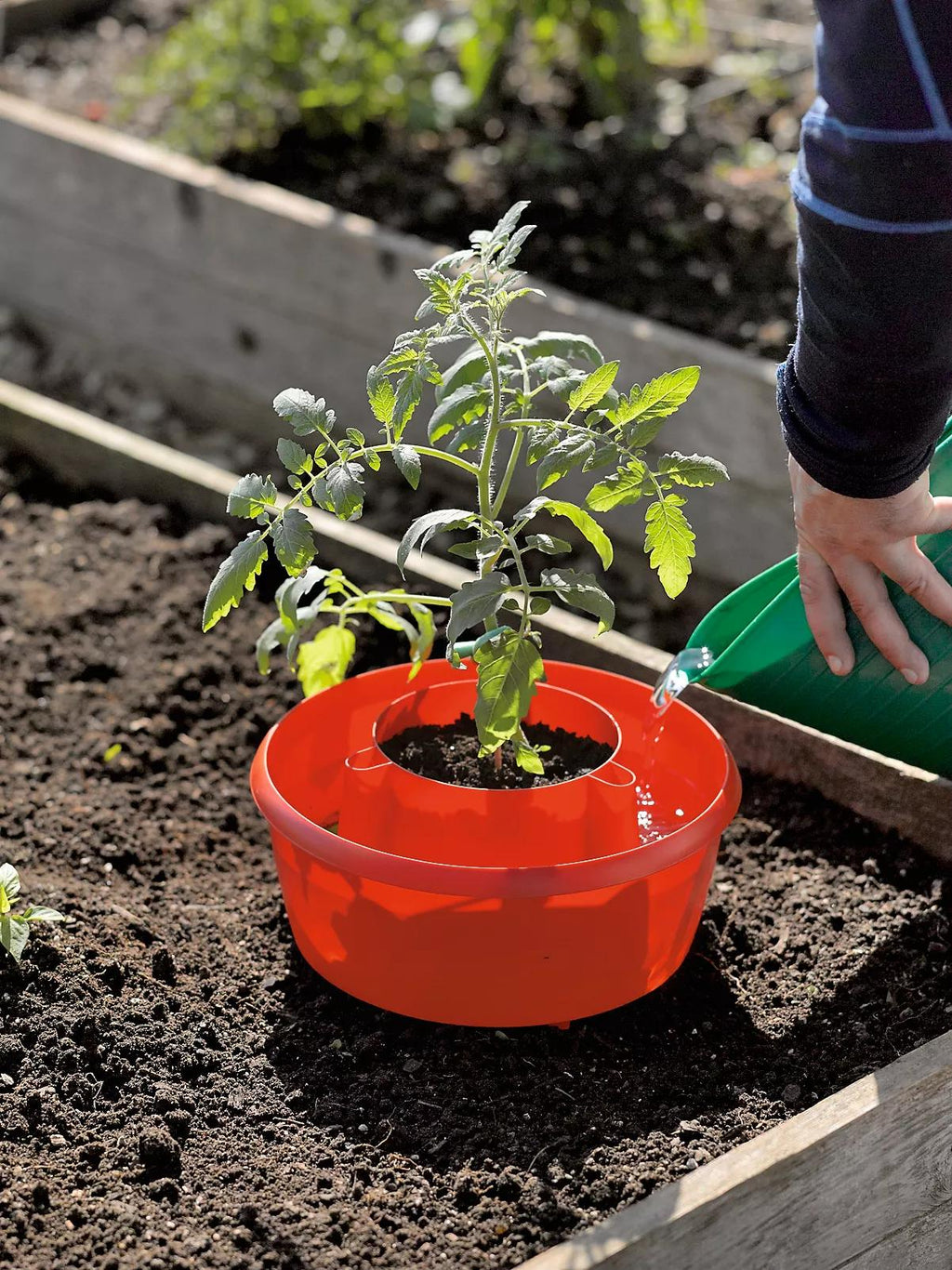 Tomato Halos for Watering & Cutworm Control | Gardener's Supply
