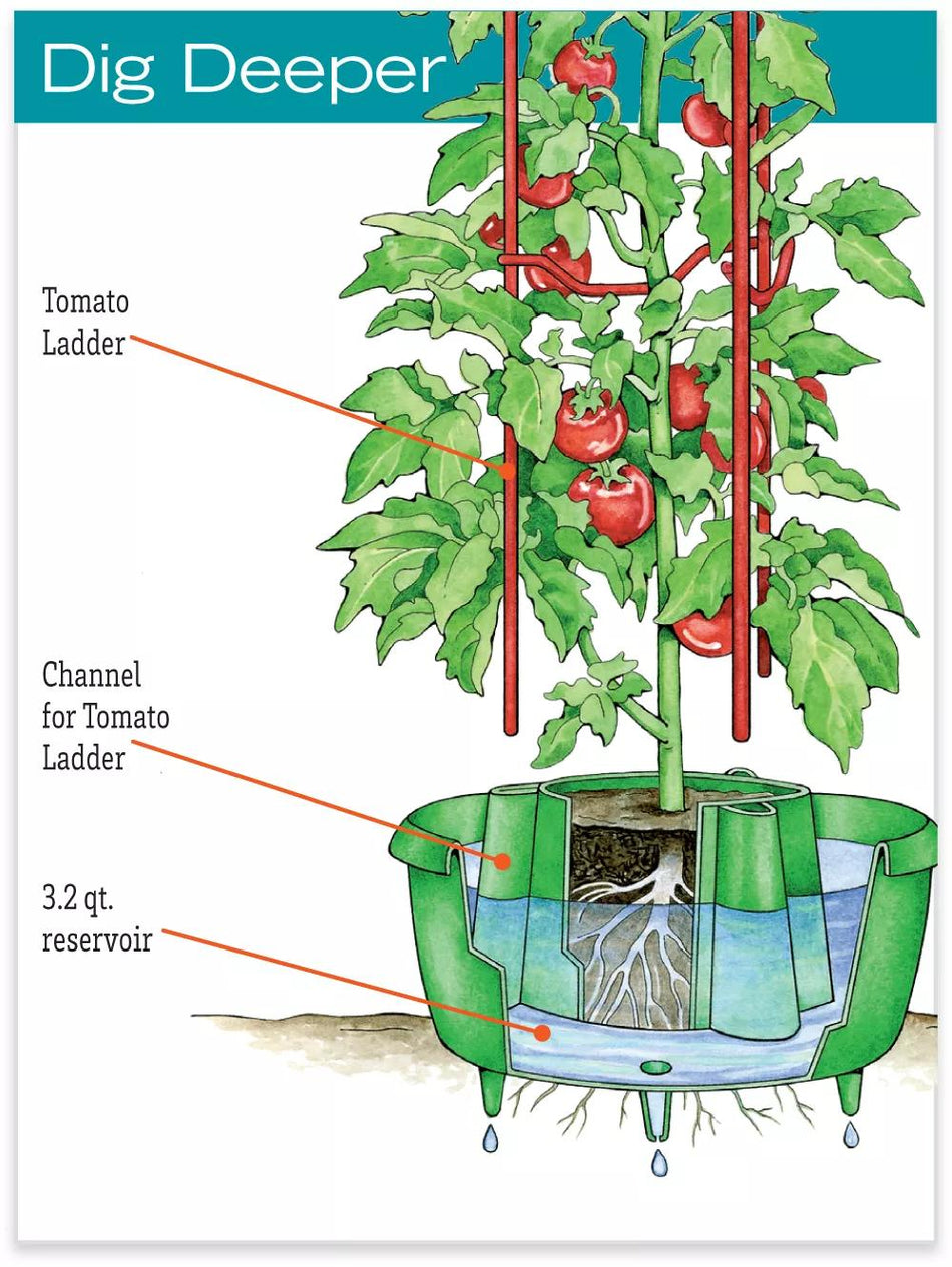 Tomato Halos for Watering & Cutworm Control | Gardener's Supply